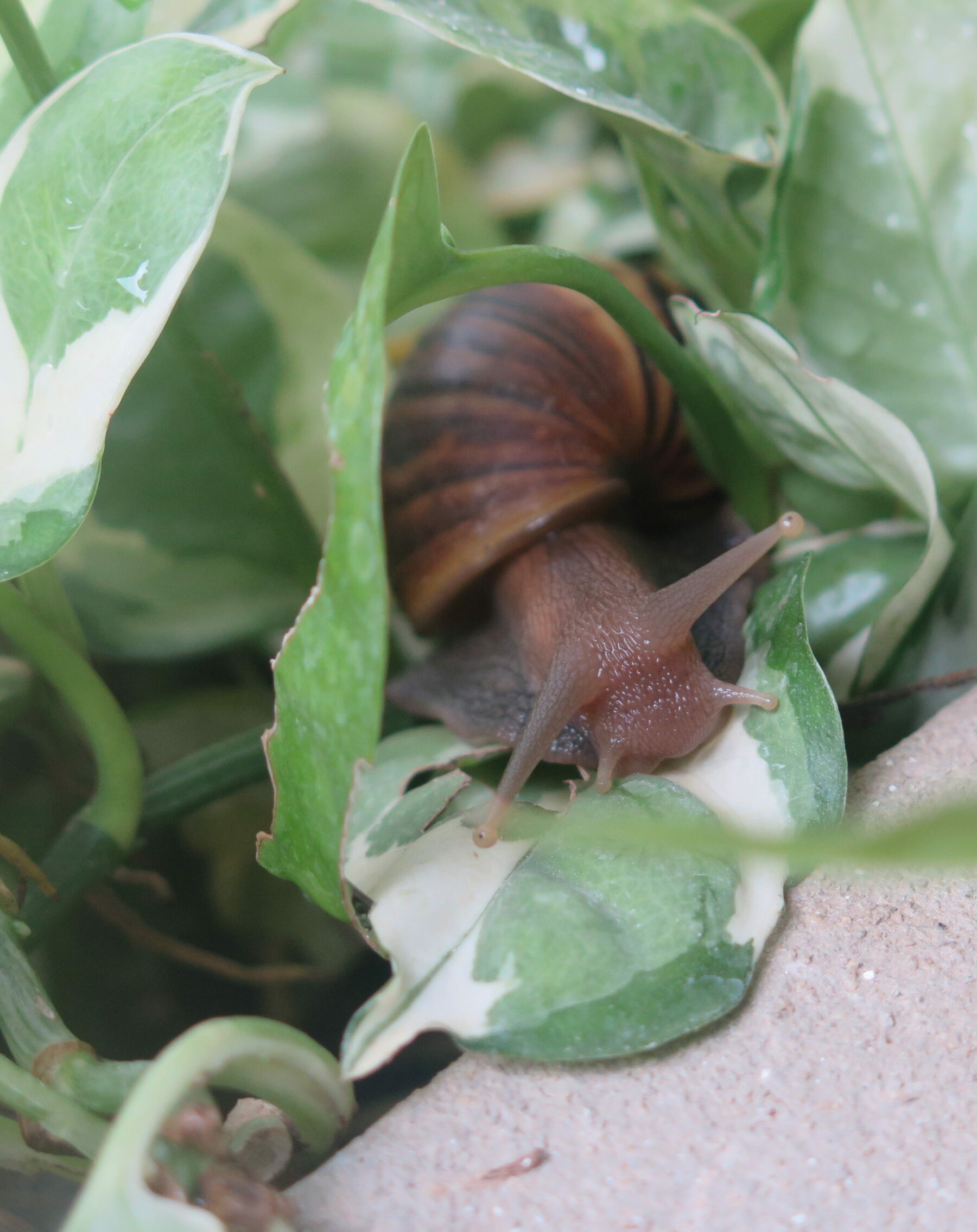 The Purple Elephant Samakee | Reggio Emilia Preschool Bangkok | ELC
